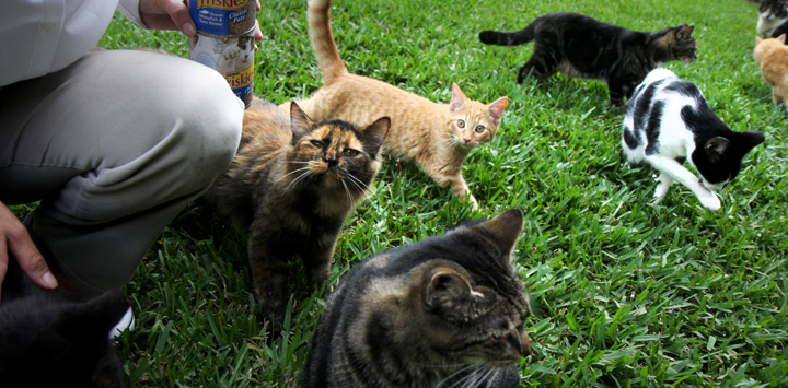 Trap Neuter Return (TNR) Feral & Stray Cats | Best Friends Animal Society